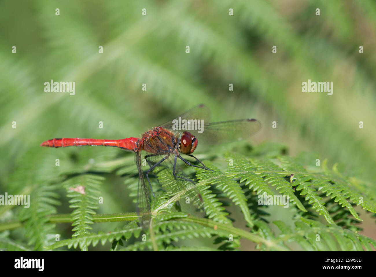 Sympetrum rouge sang hi-res stock photography and images - Alamy