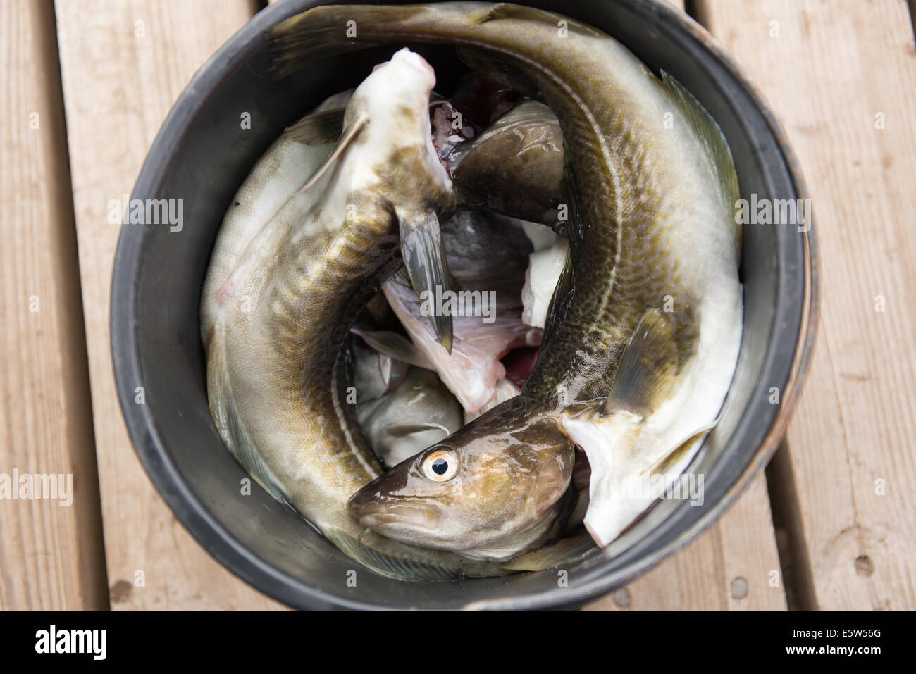 Black cod fish hi-res stock photography and images - Alamy