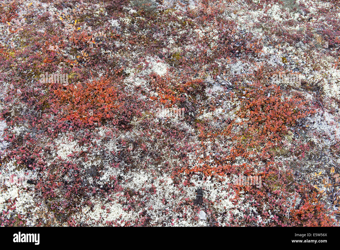 Background of arctic tundra vegetation with lichen, dwarf birch and ...