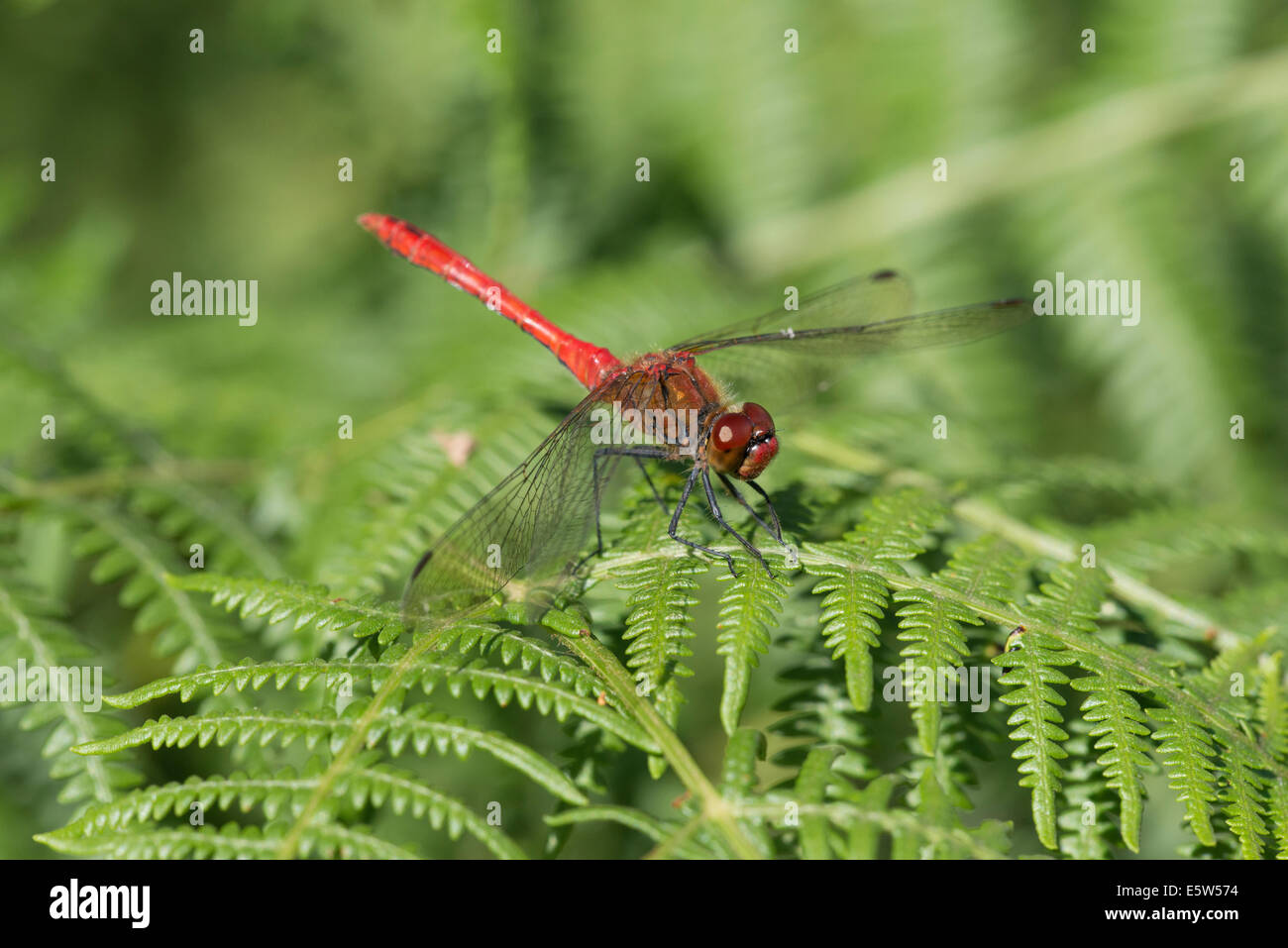 Sympetrum rouge sang hi-res stock photography and images - Alamy