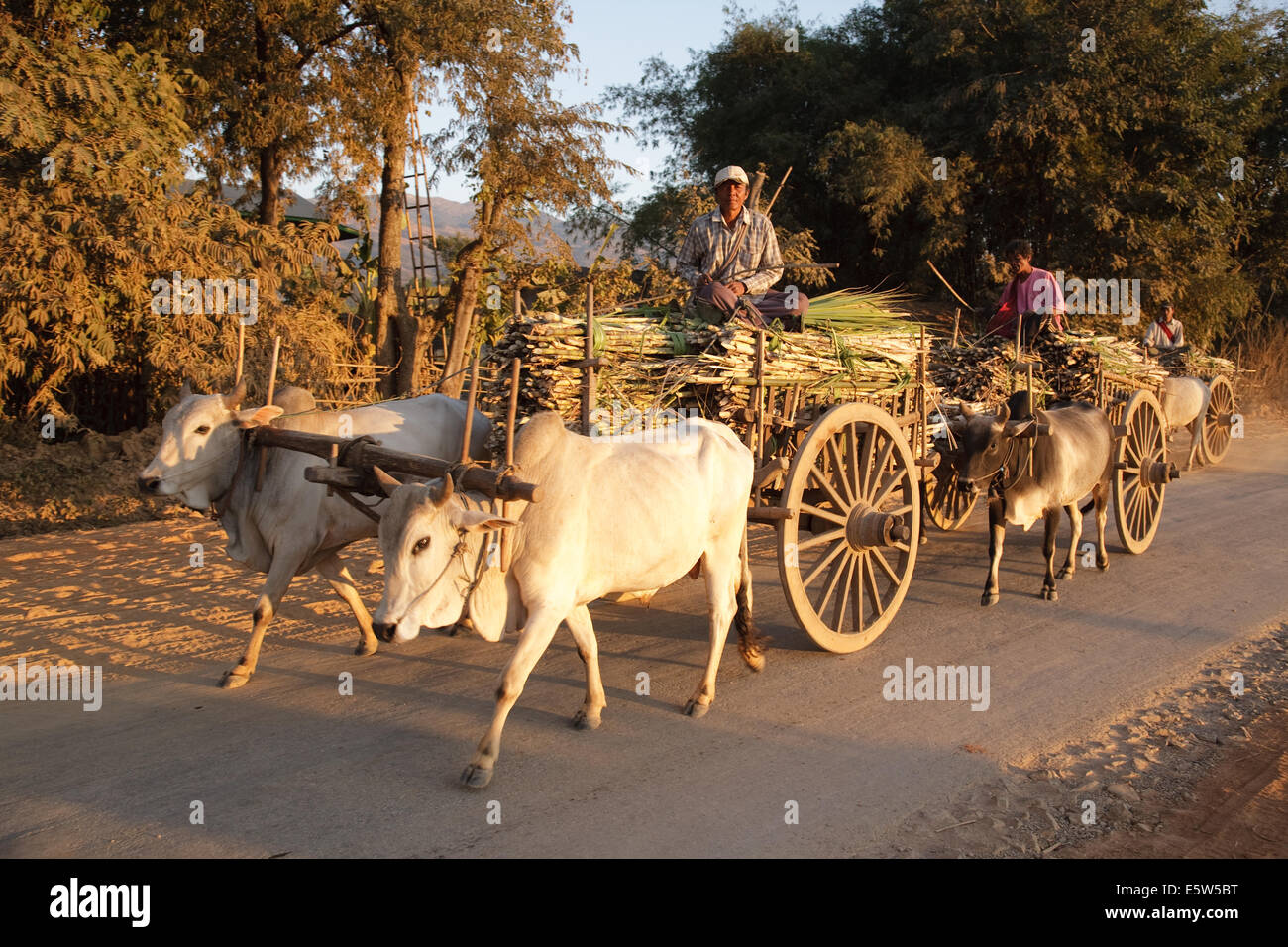 Sugarcane transport hi-res stock photography and images - Alamy
