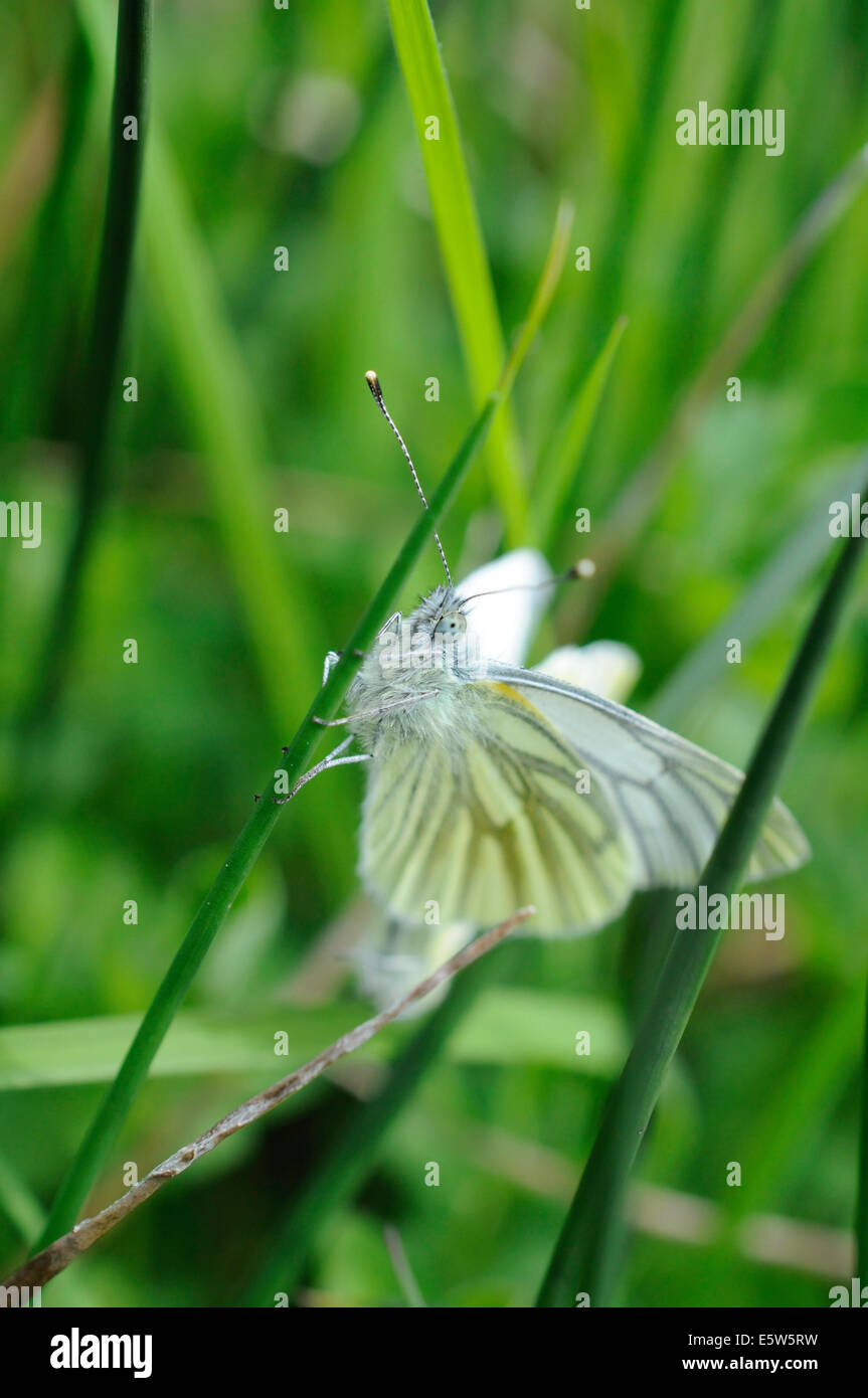 Butterfly looking into the camera hi-res stock photography and images ...