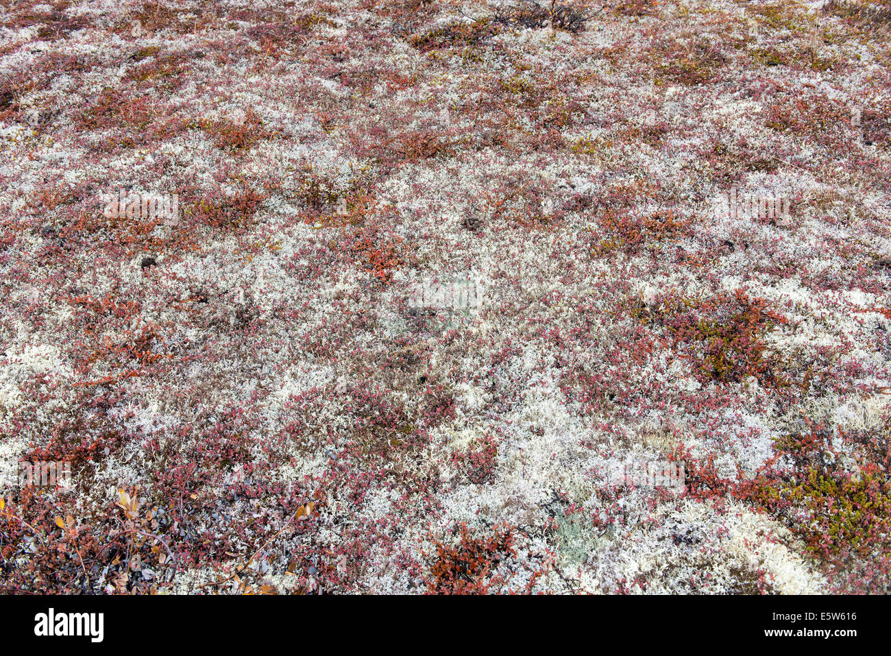 Background of arctic tundra vegetation with lichen, dwarf birch and ...