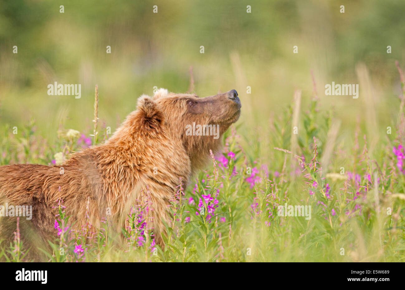 Alaska Brown Bear in Fireweed Sniffing Air Stock Photo - Alamy