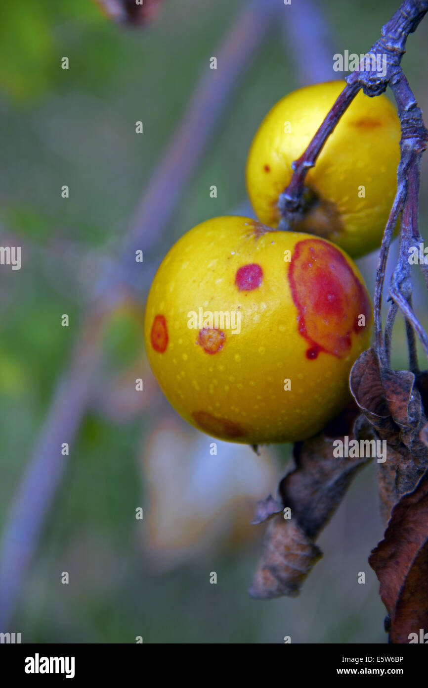 wild apples on tree of autumn Stock Photo - Alamy