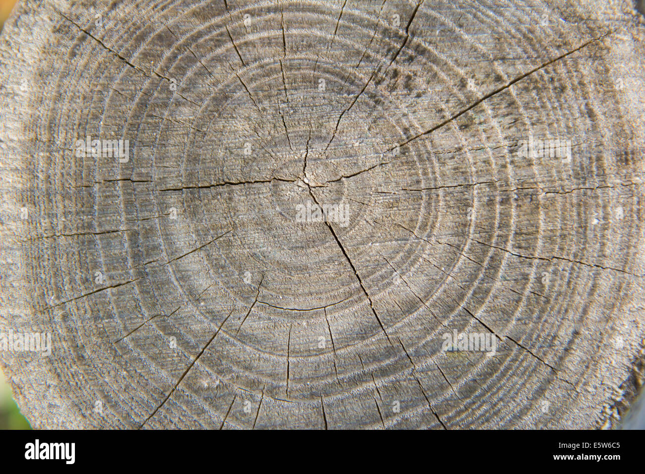 stump background in a gray Stock Photo - Alamy