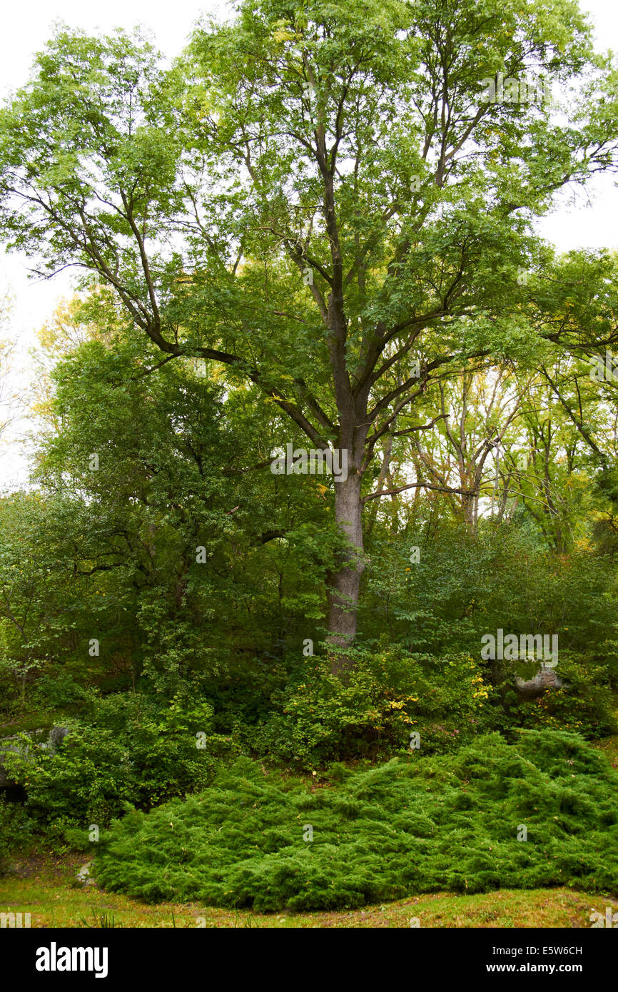 landscape with tree on park Stock Photo - Alamy