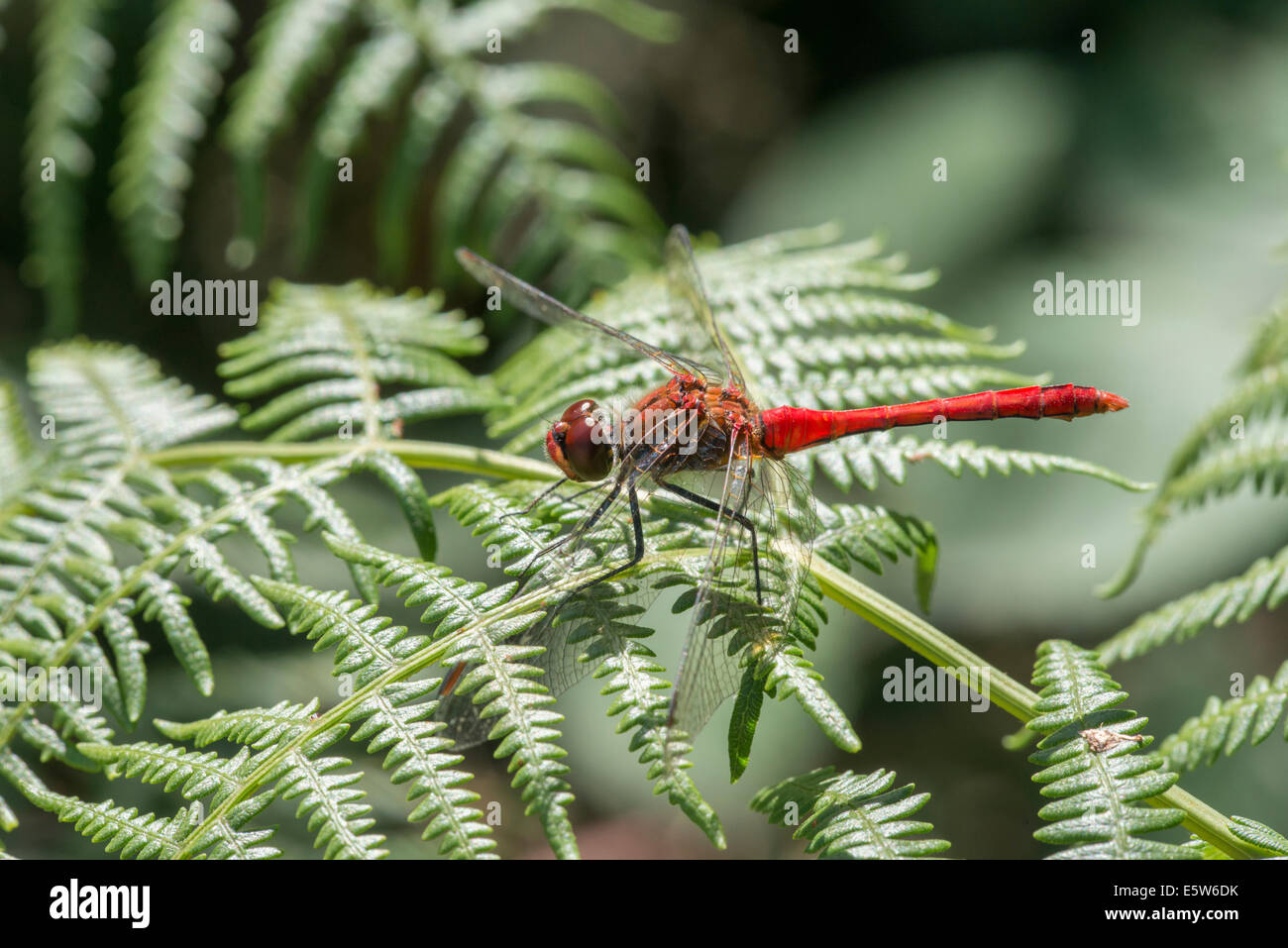 Sympetrum rouge sang hi-res stock photography and images - Alamy