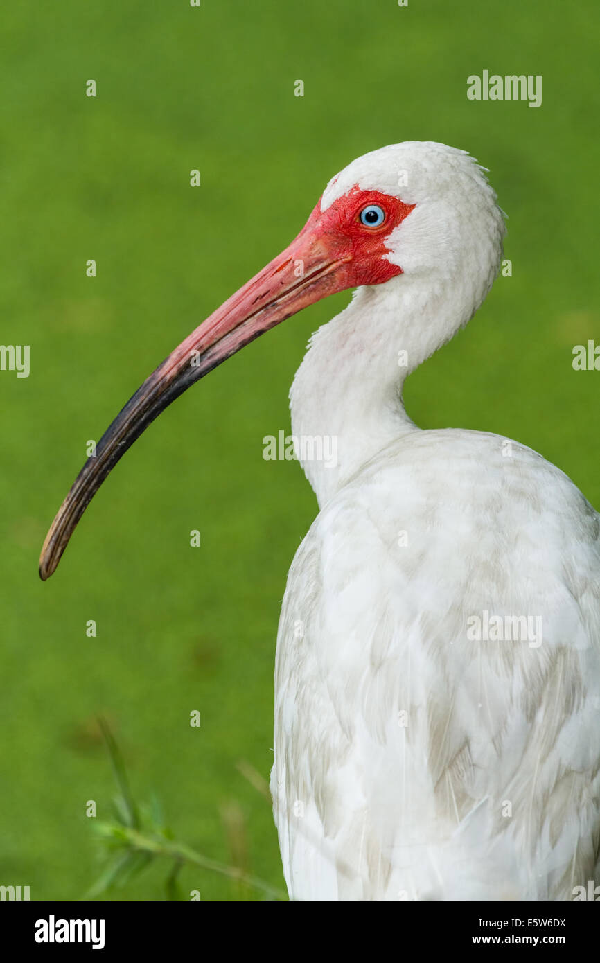 White Ibis (Eudocimus albus) in breeding plumage, Pinckney Island ...