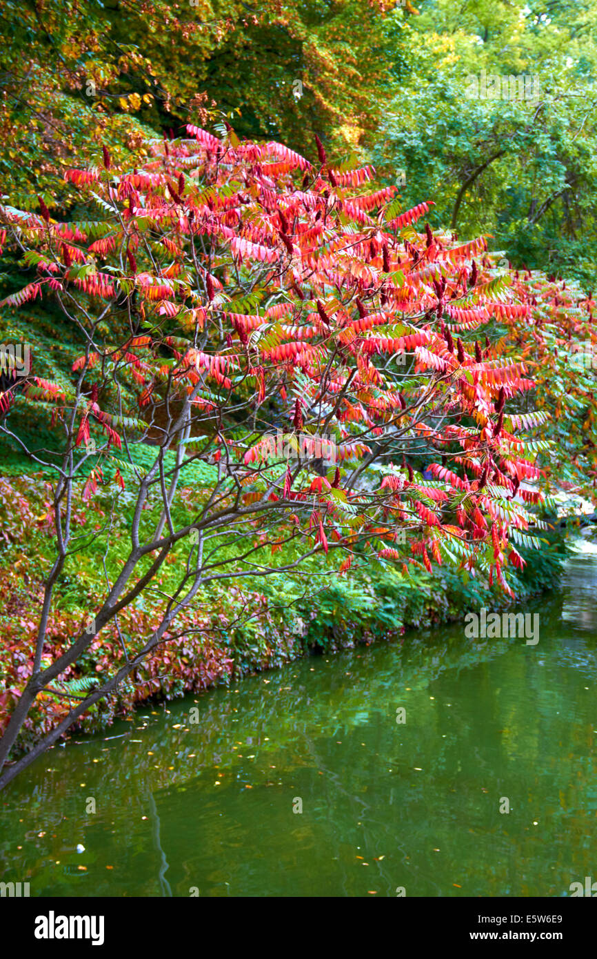 red tree in the park Stock Photo - Alamy