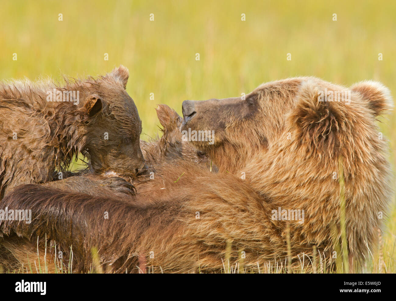Bear cub lying on back hi-res stock photography and images - Alamy