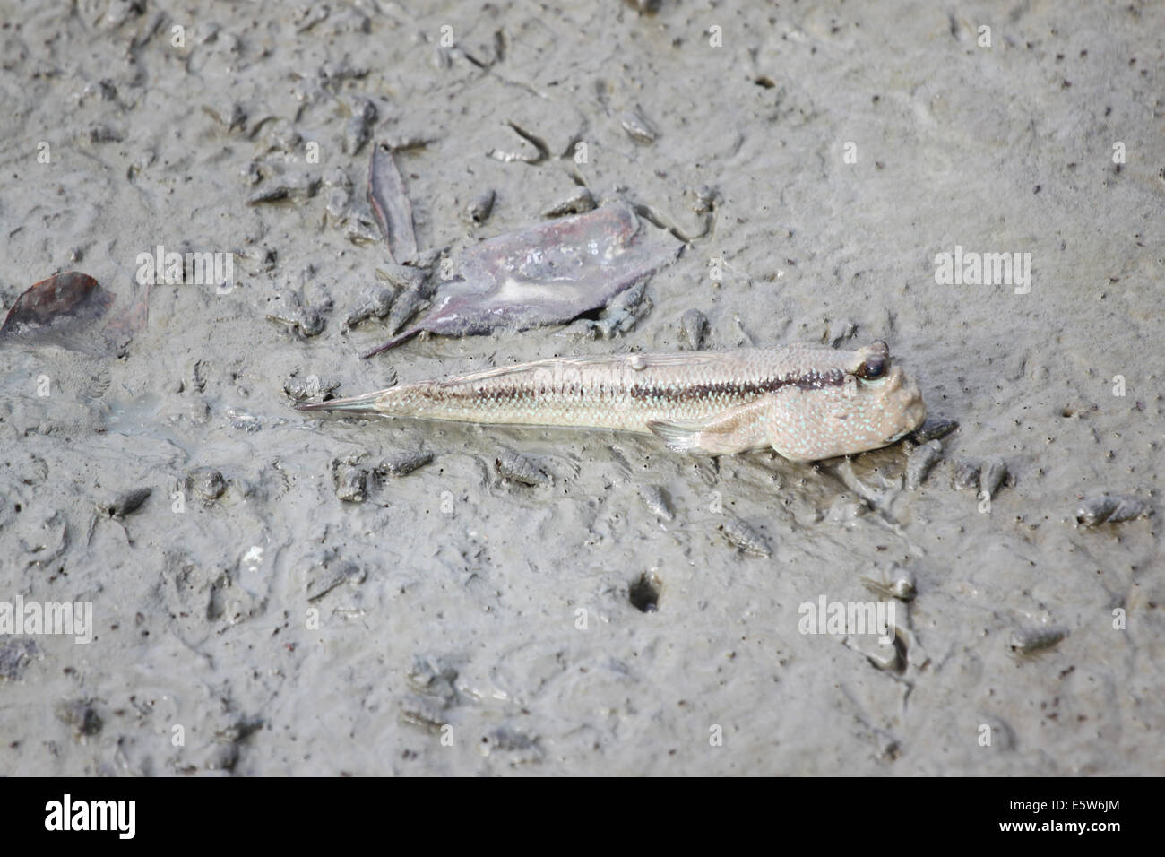Mudskipper hi-res stock photography and images - Alamy