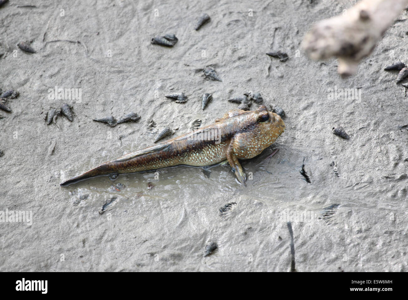 Mudskipper amphibious fish hi-res stock photography and images - Alamy