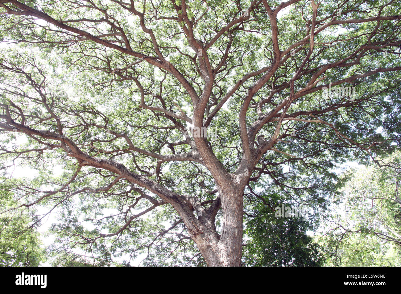 Branches of trees for natural background Stock Photo - Alamy