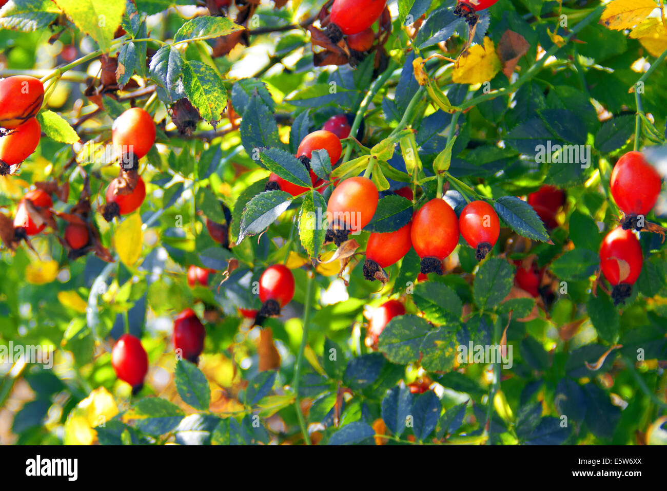 red briar on the garden Stock Photo - Alamy