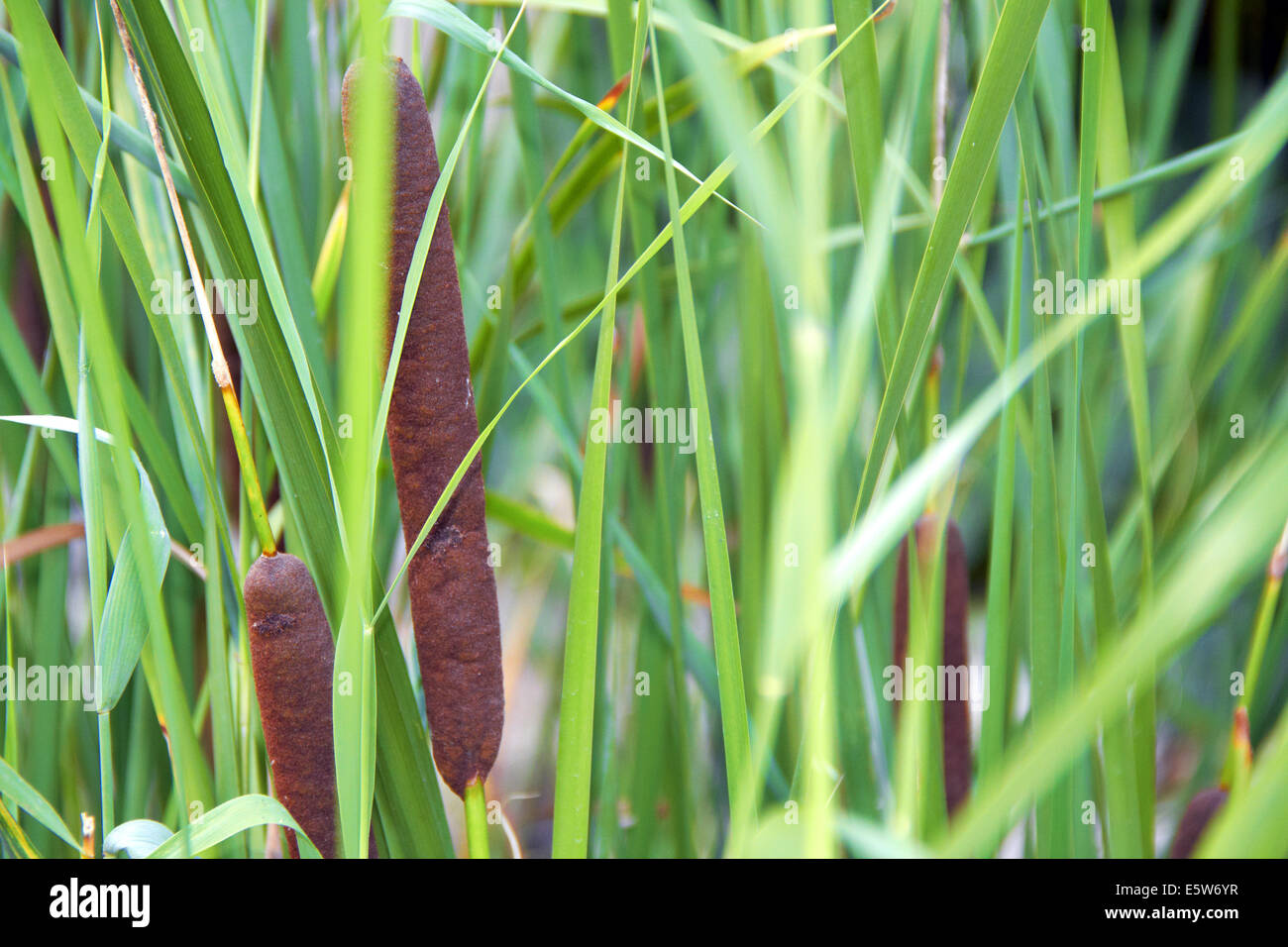 green reed in summer season Stock Photo - Alamy