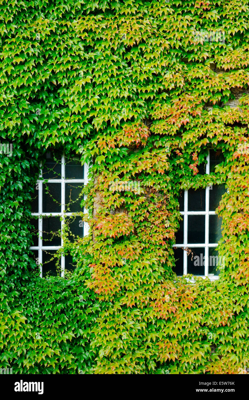 Windows covered by ivy Stock Photo - Alamy