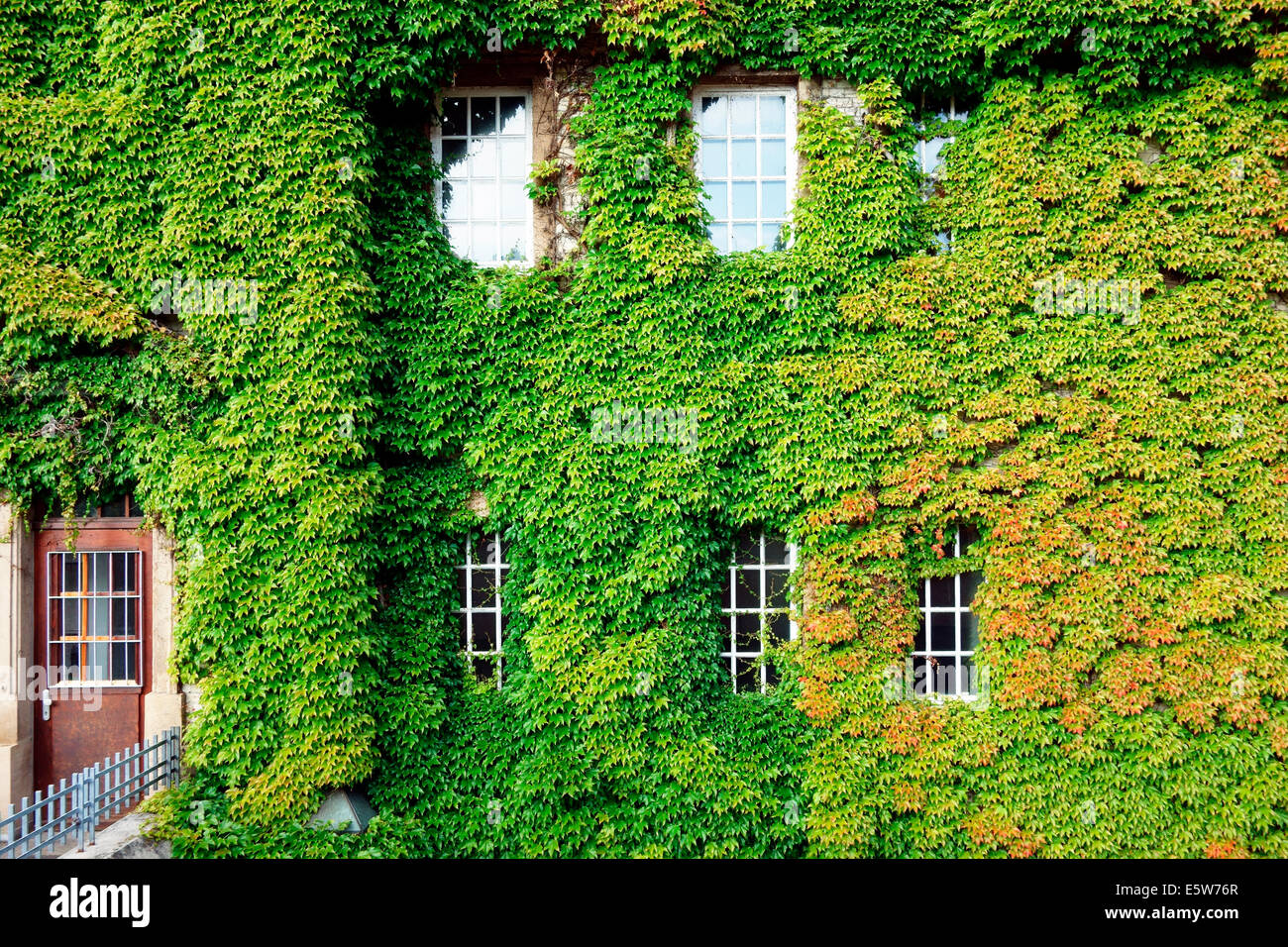 Windows covered by ivy Stock Photo - Alamy