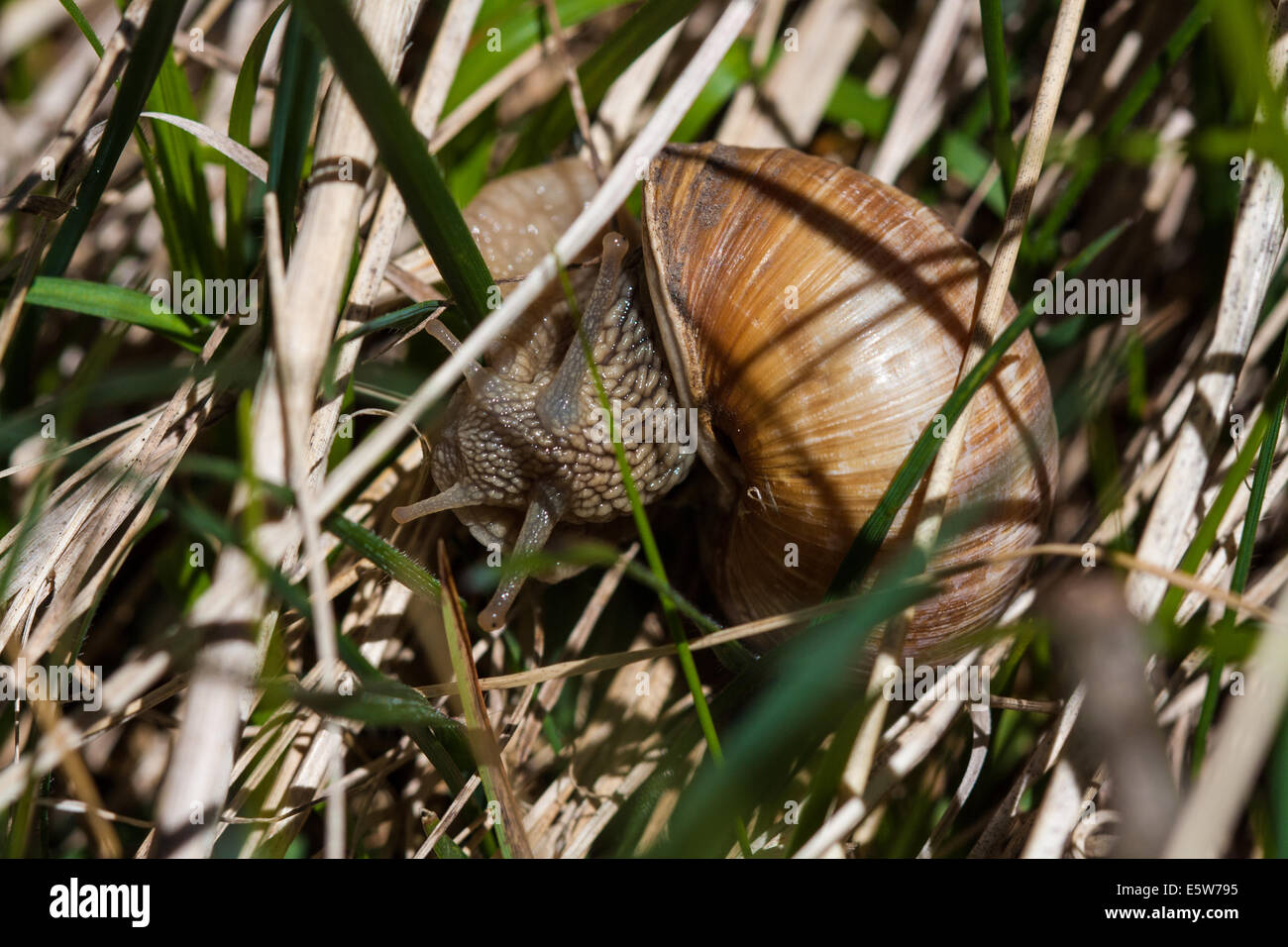 Snail, little snail Stock Photo - Alamy