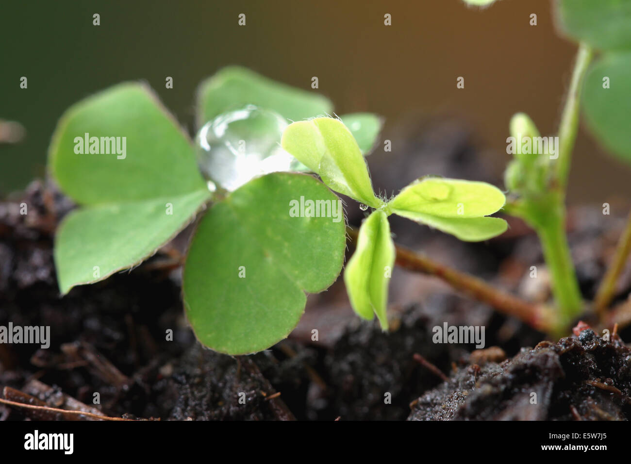 Green Seedlings in a macro Stock Photo - Alamy