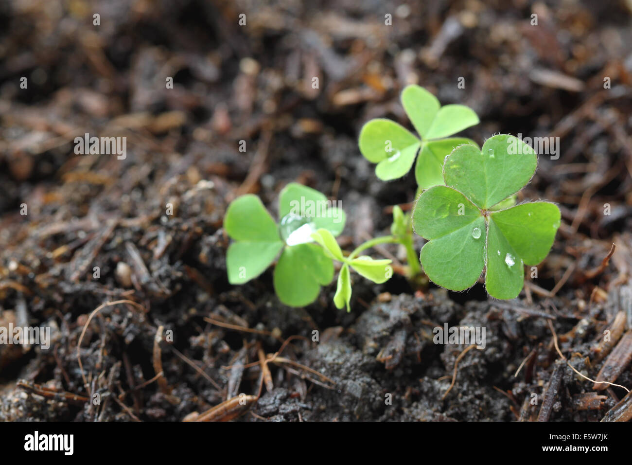 Timber seedlings hi-res stock photography and images - Alamy