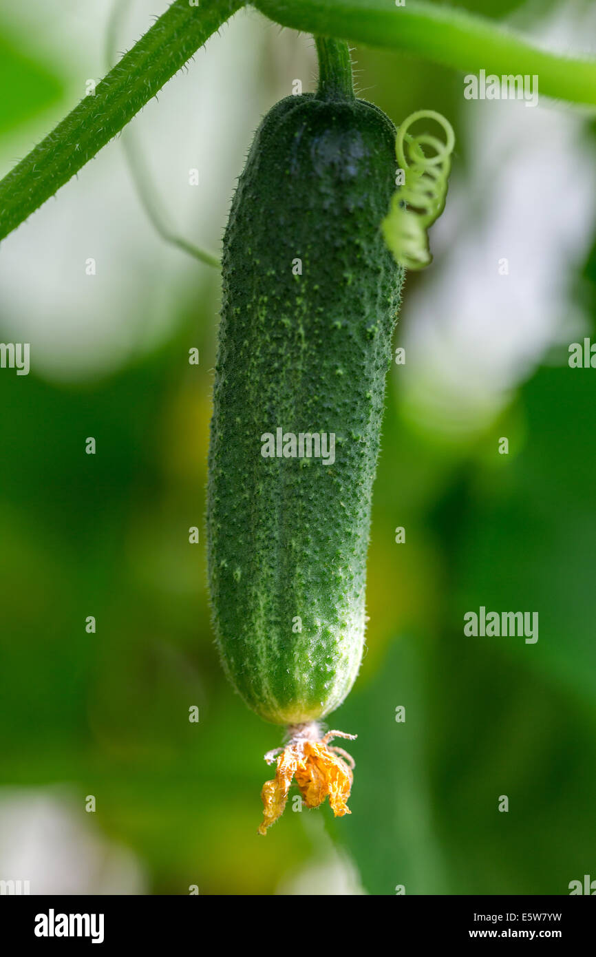 Cucumber with flower hi-res stock photography and images - Alamy