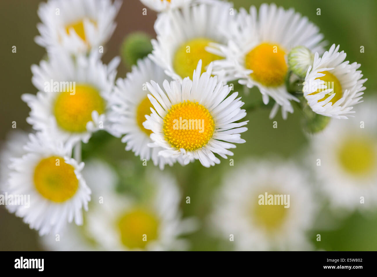 small convolute flowers of camomile in garden Stock Photo - Alamy