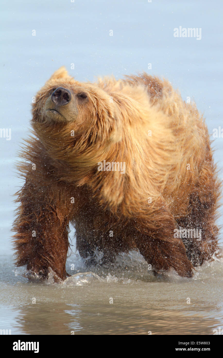 Brown bear shaking off water hi-res stock photography and images - Alamy