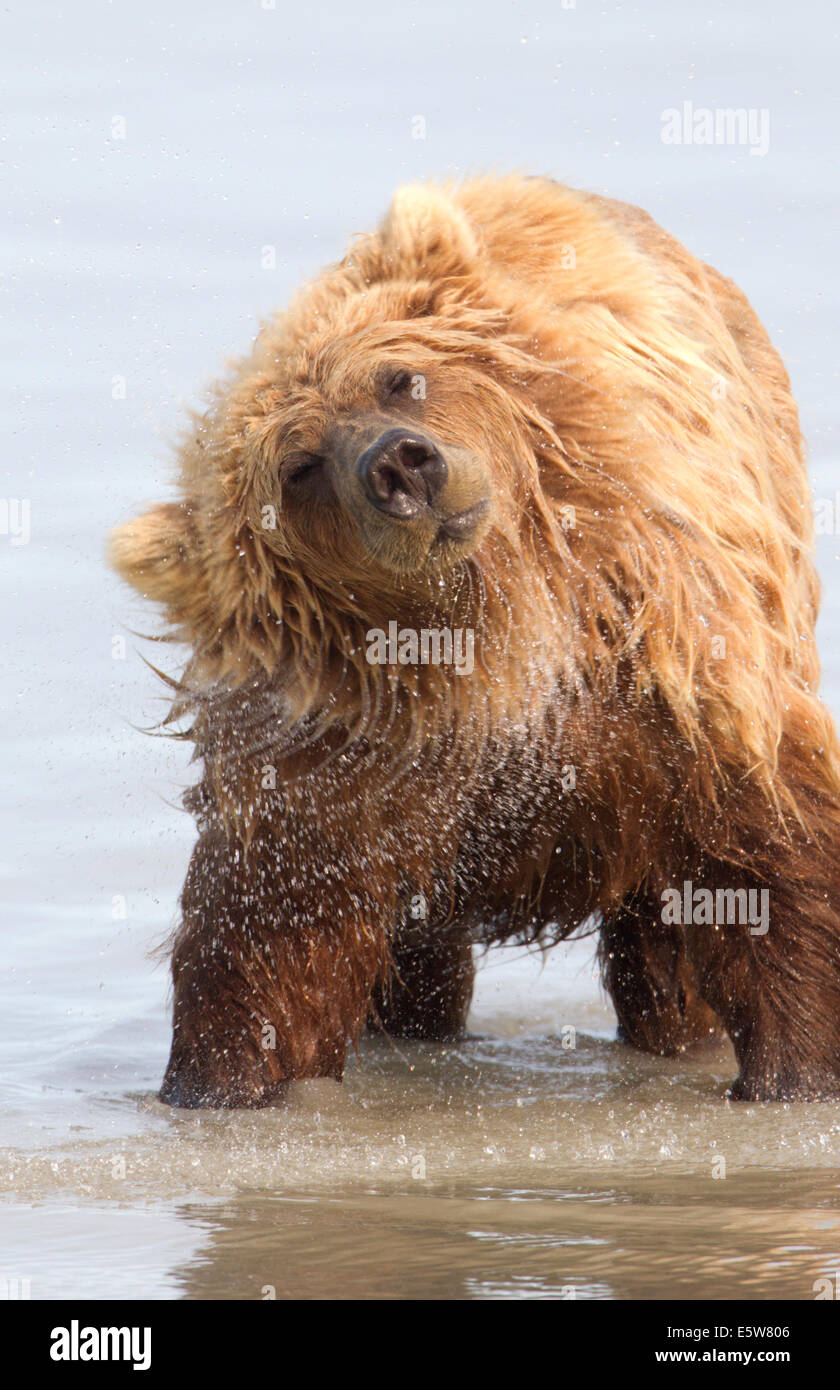 Shaking off hi-res stock photography and images - Alamy
