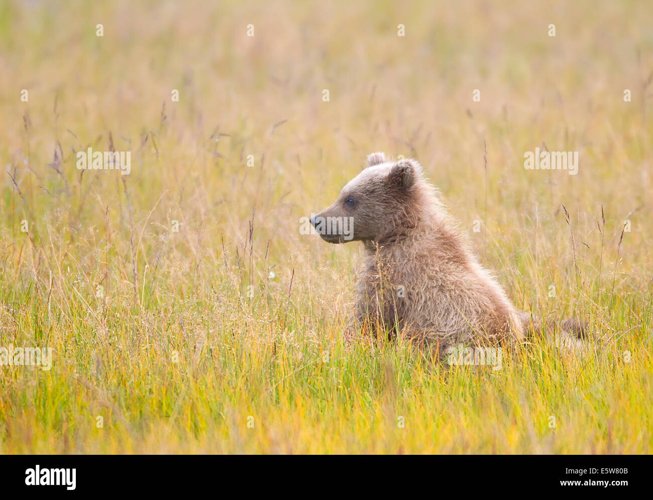 Bear cub in spring hi-res stock photography and images - Alamy