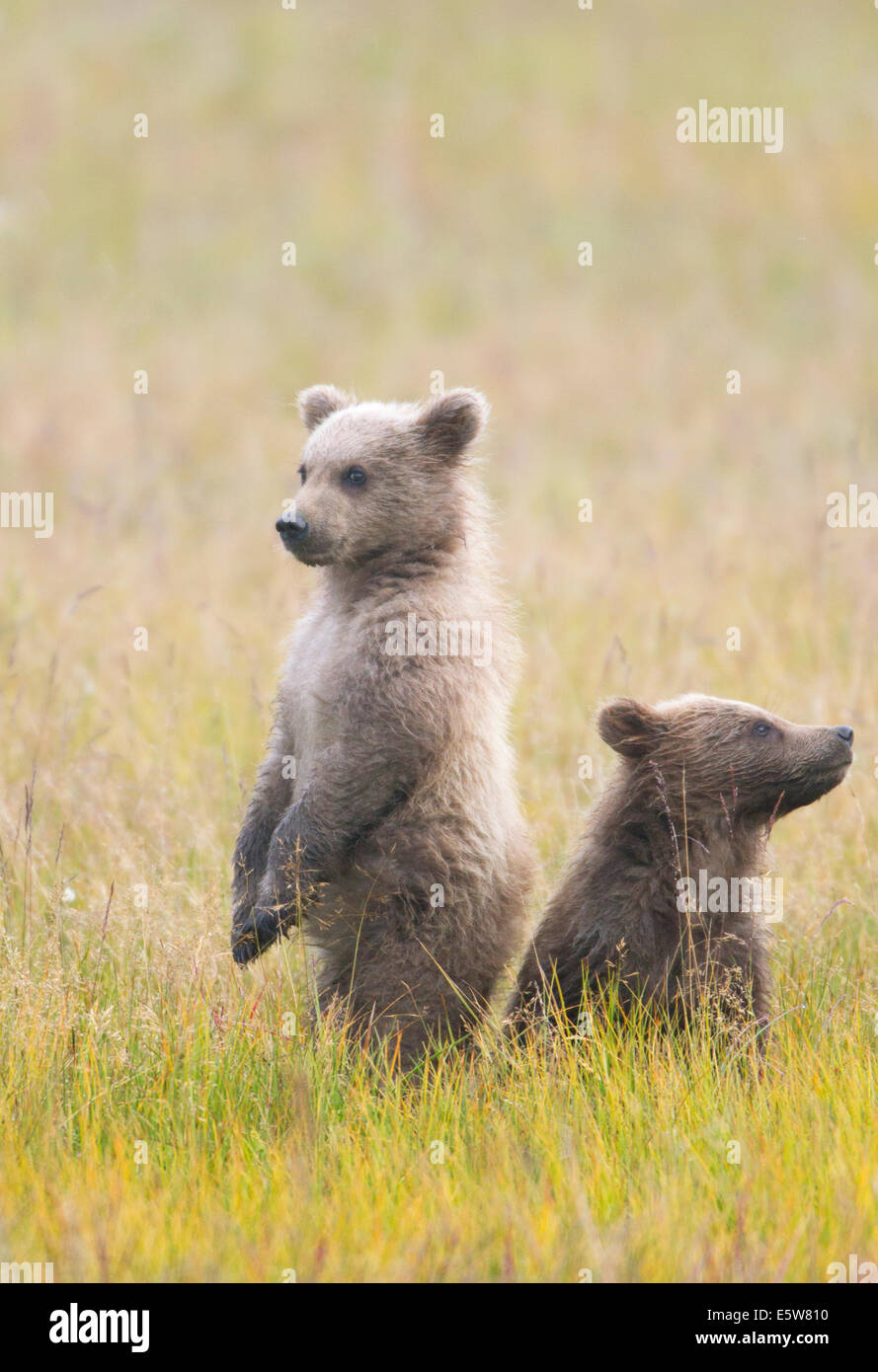 Two Alaska Brown Bear Spring Cubs one Standing Stock Photo - Alamy