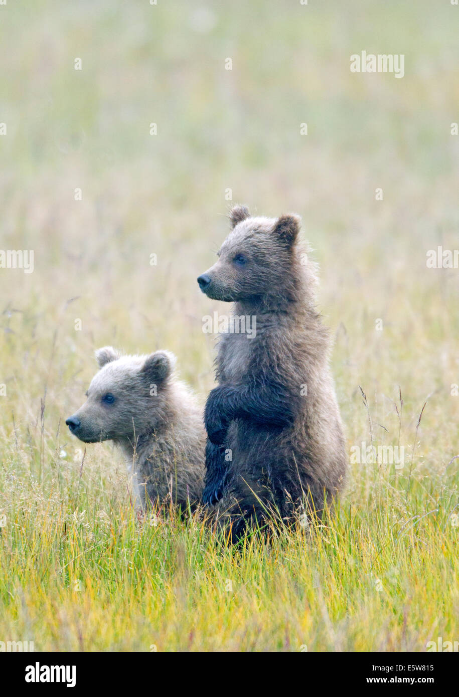 Two Alaska Brown Bear Spring Cubs Stock Photo - Alamy