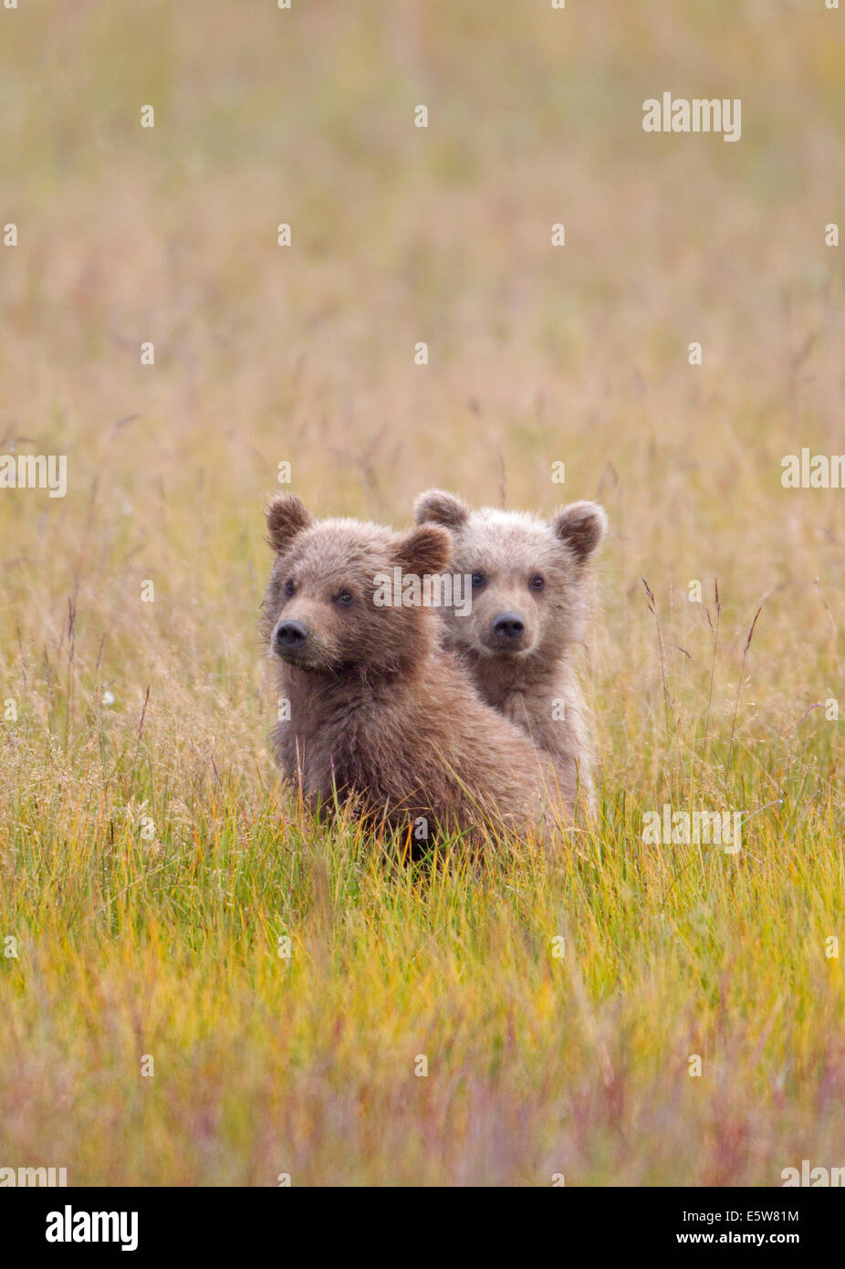 Alaska Brown Bear Spring Cubs in meadow Stock Photo - Alamy