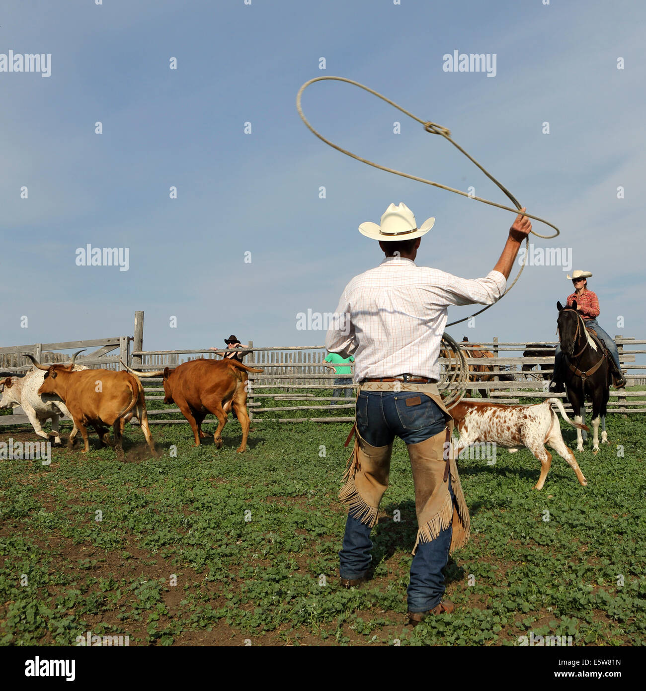 A man uses a lasso at La Reata Ranch near Kyle, Saskatchewan, Canada ...