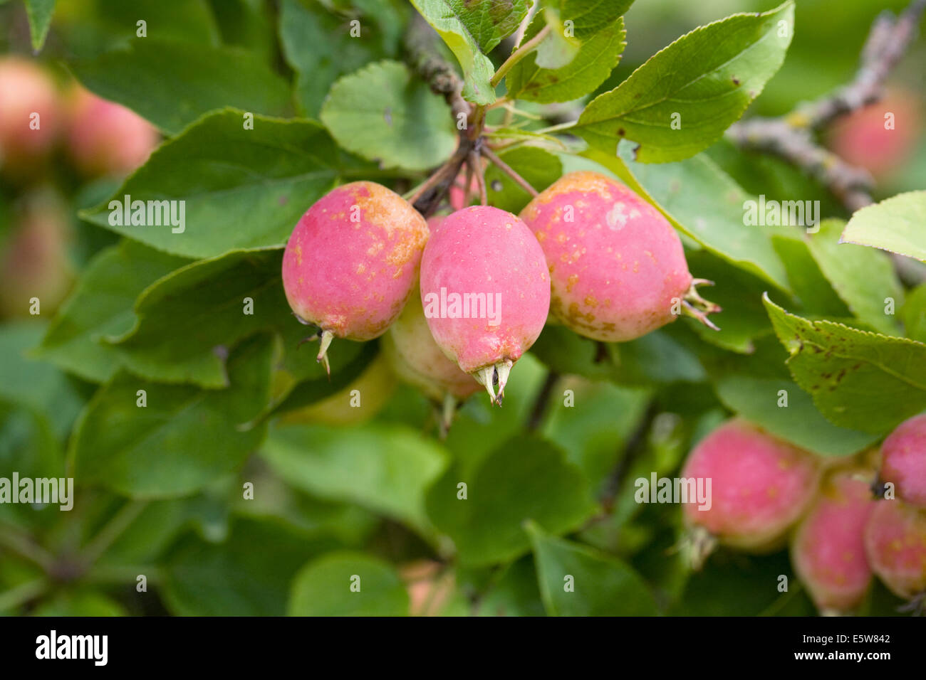 Malus kansuensis fruits in midsummer. Calva Crabapple fruit Stock Photo ...