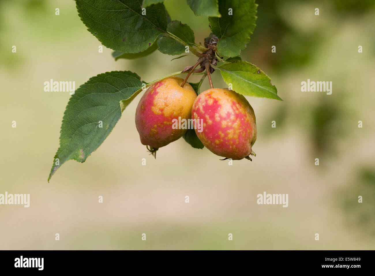 Malus kansuensis fruits in midsummer. Calva Crabapple fruit Stock Photo ...
