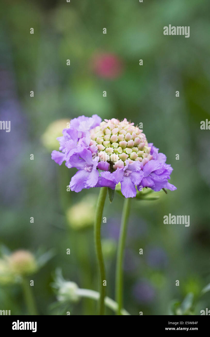 Scabious atropurpurea oxford blue hi-res stock photography and images ...