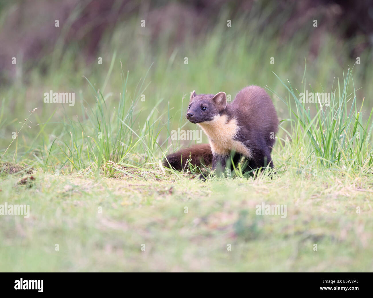 Eurasian pine marten hi-res stock photography and images - Alamy