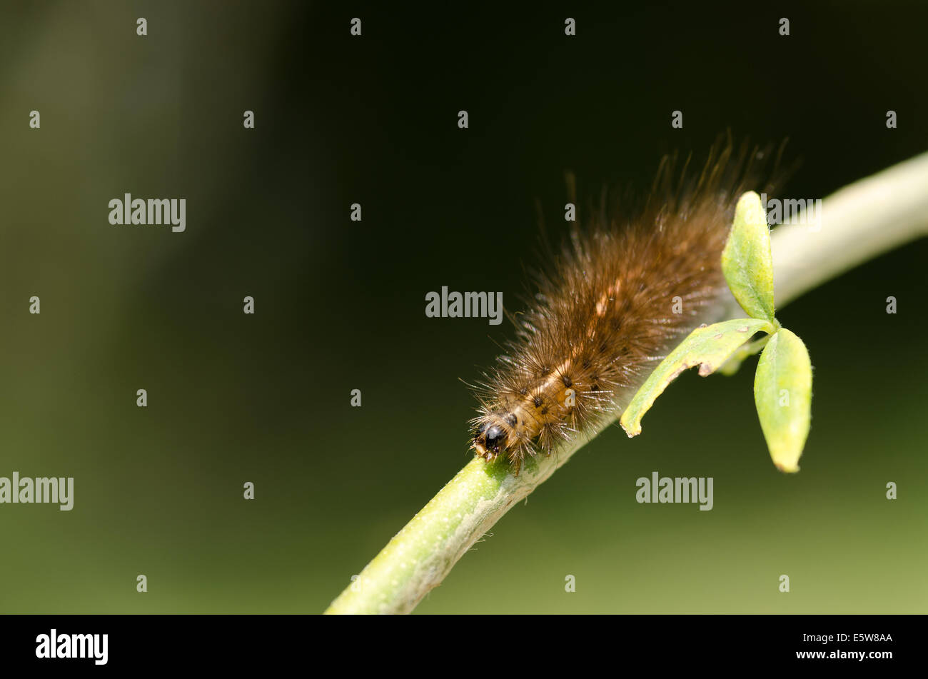 A hairy brown moth Arctiidae caterpillar crawling along a plant stem ...