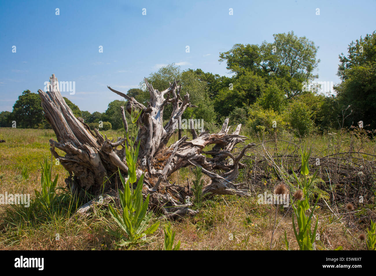 Tornado uk storm hi-res stock photography and images - Alamy