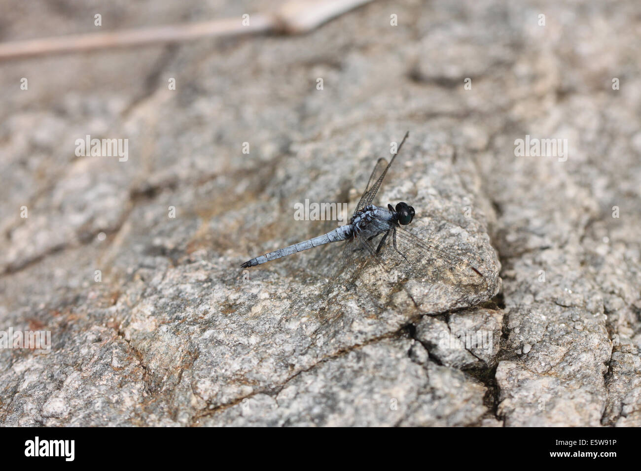 Spangled skimmer libellula cyanea hi-res stock photography and images ...