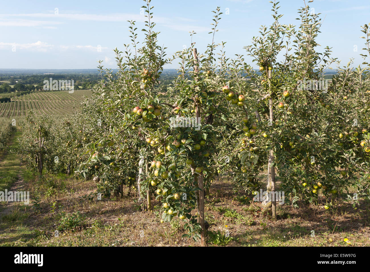 Bramley apples in Kent orchard ripening ready to be harvested for ...