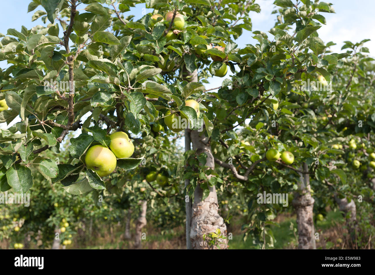 Bramley apples in Kent orchard ripening ready to be harvested for ...