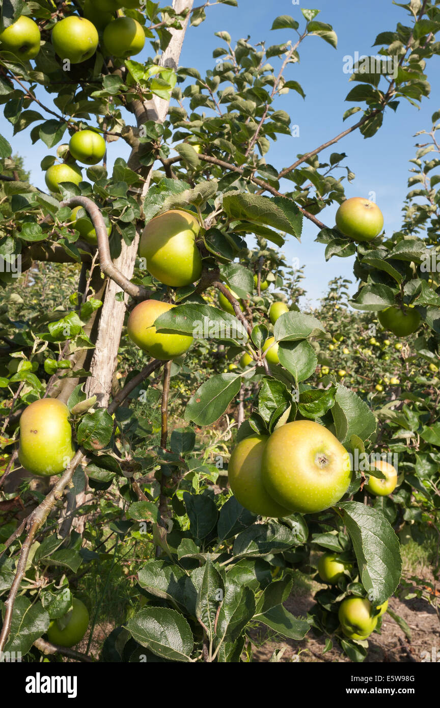 Bramley Apples Autumn Tree High Resolution Stock Photography and Images ...