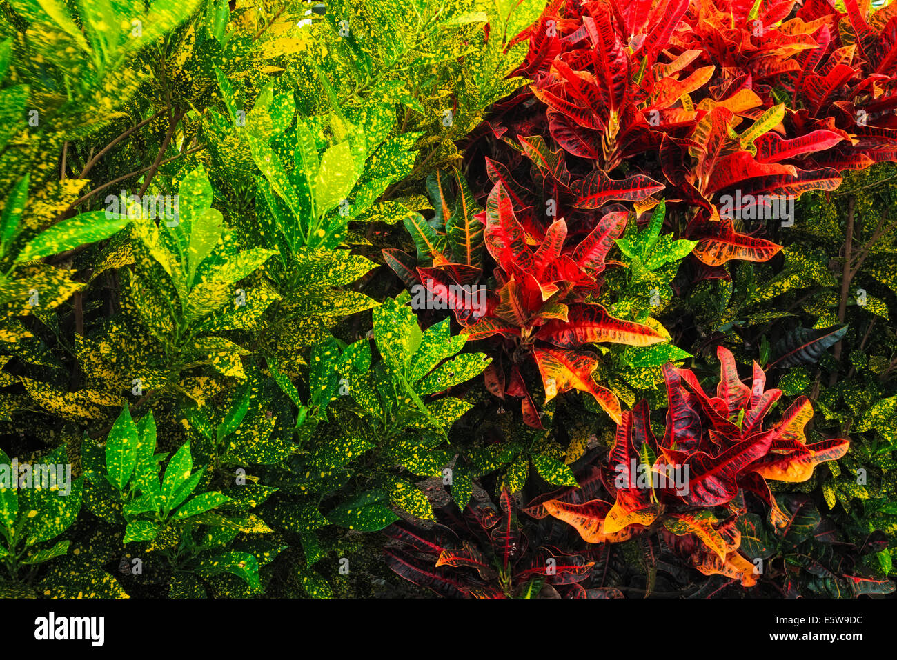 Tropical Foliage In The Galaxy Garden Paleaku Gardens Peace Sanctuary Kona Coast The Big