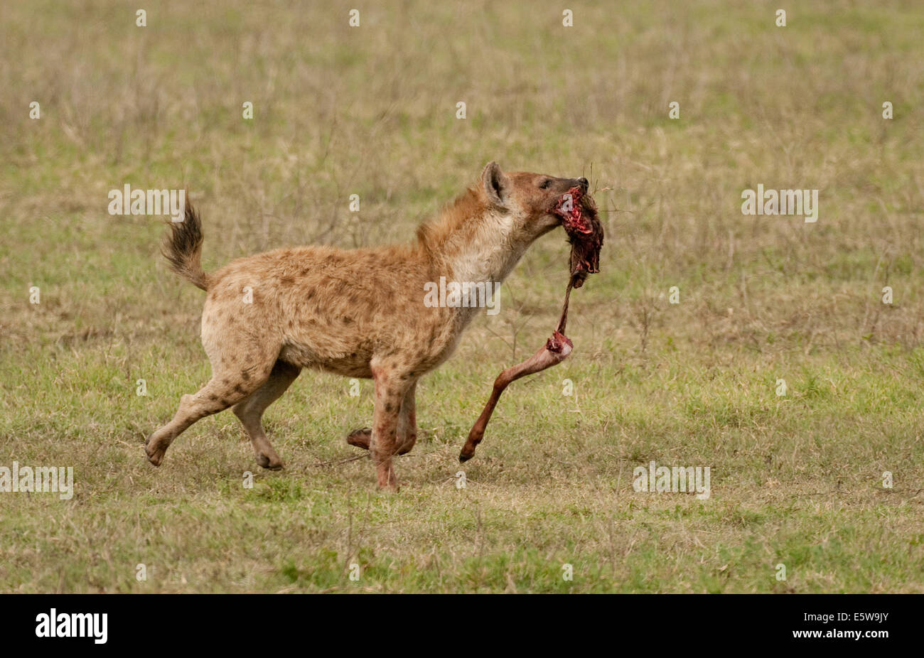 Hyena with prey hi-res stock photography and images - Alamy