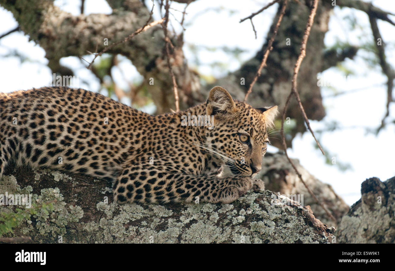 Young leopard lying on tree limb Stock Photo - Alamy