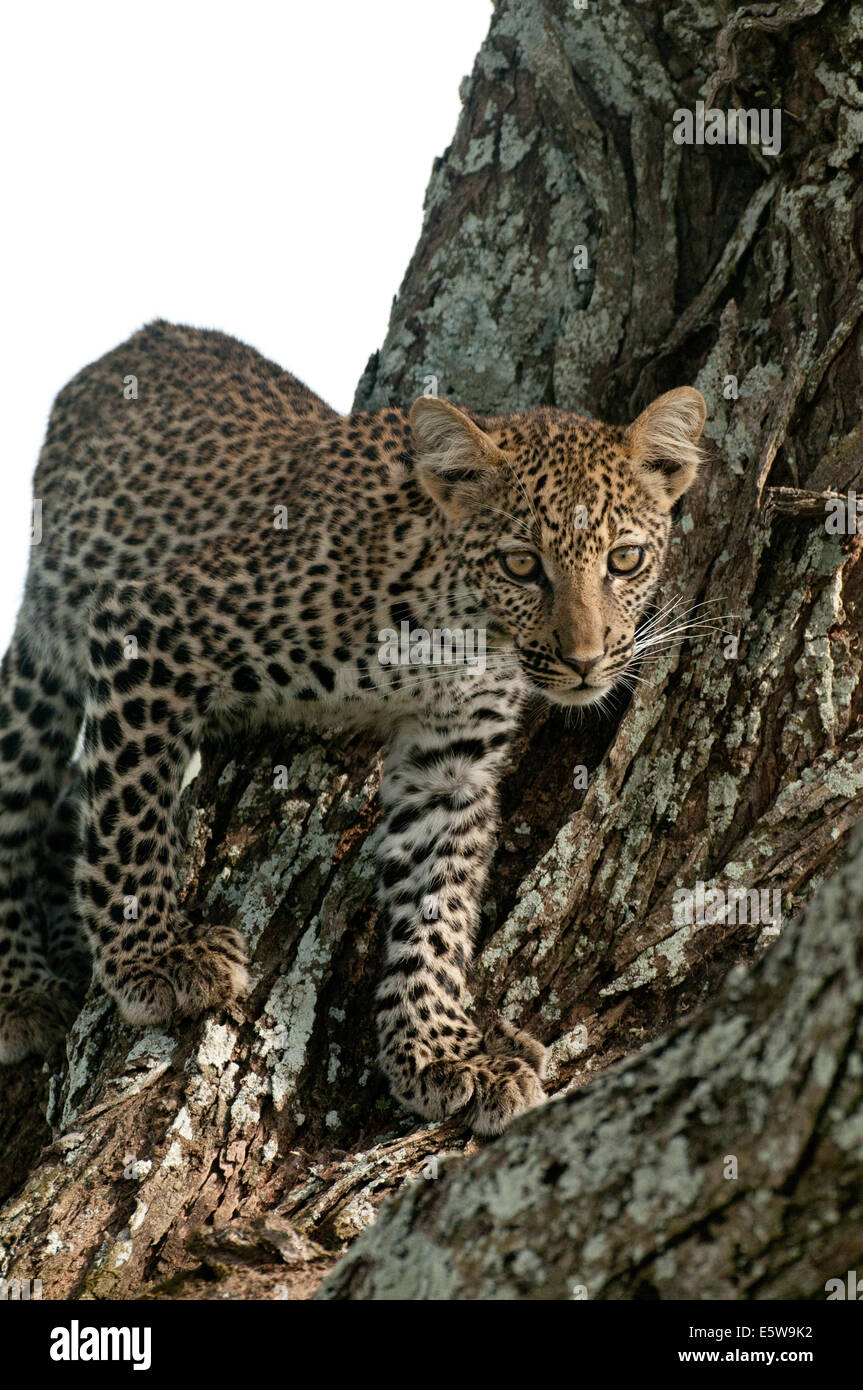 Young leopard standing in tree Stock Photo - Alamy