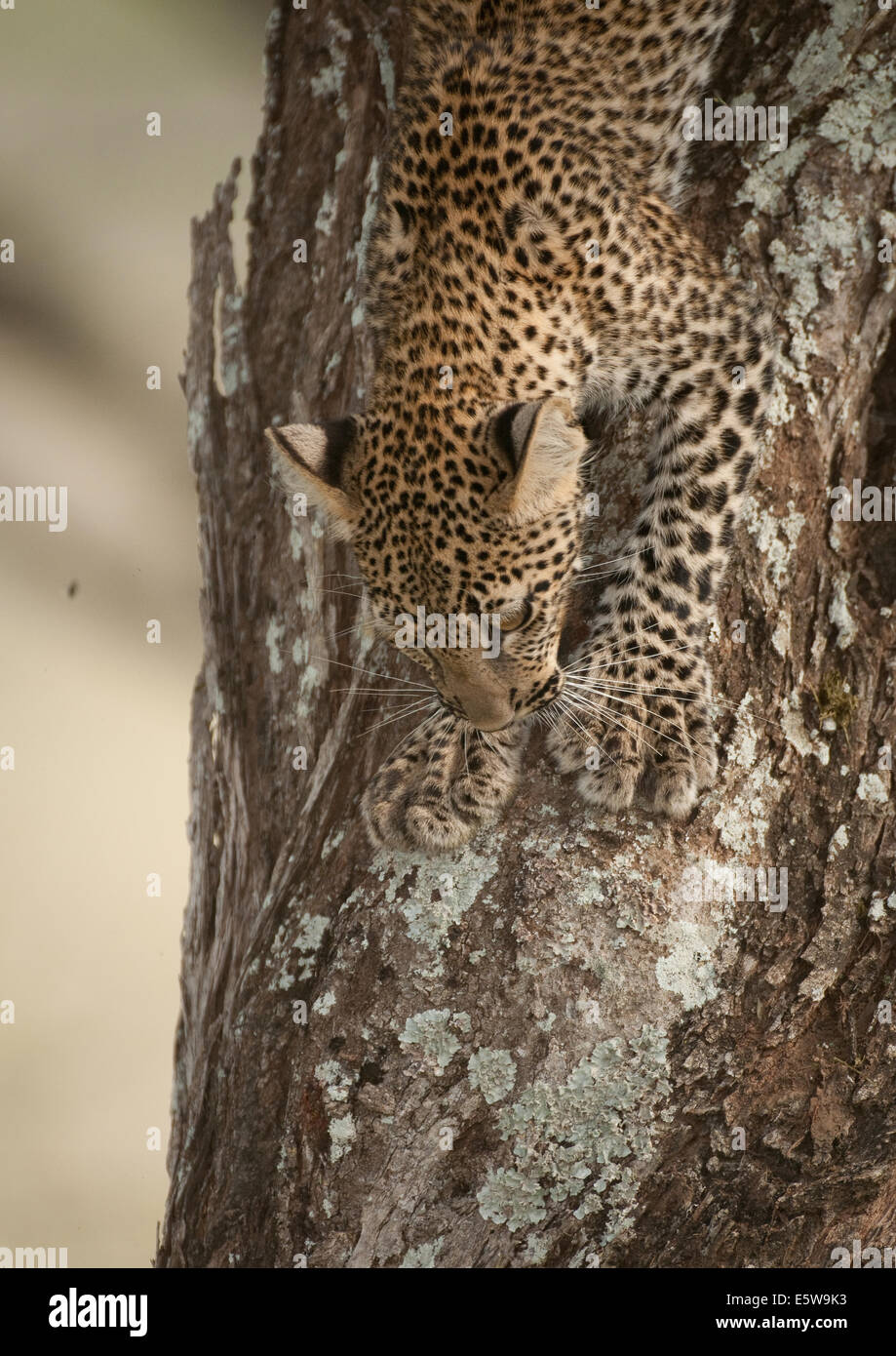 Young leopard walking down tree Stock Photo - Alamy