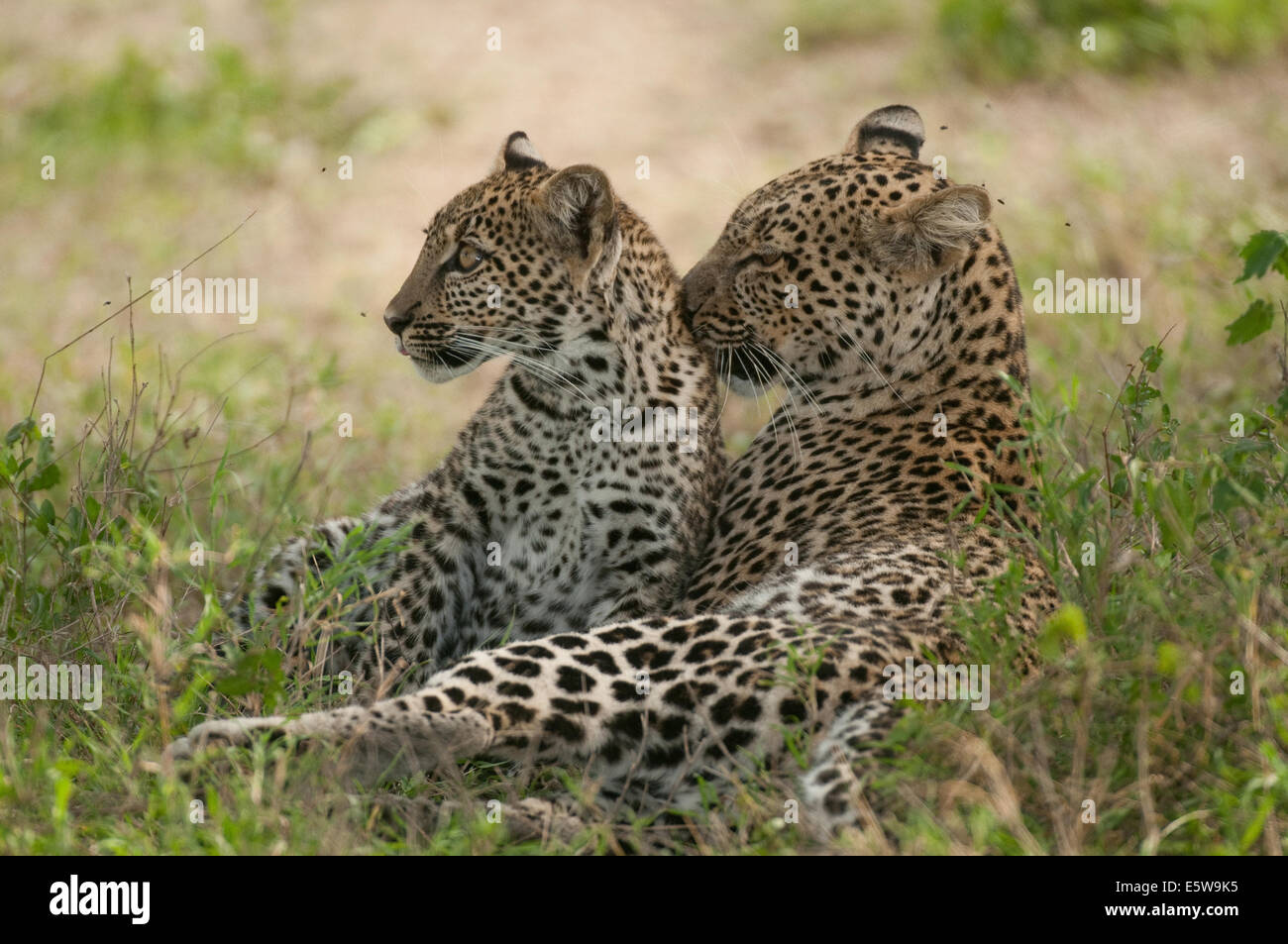 Leopard and young one together on ground Stock Photo - Alamy